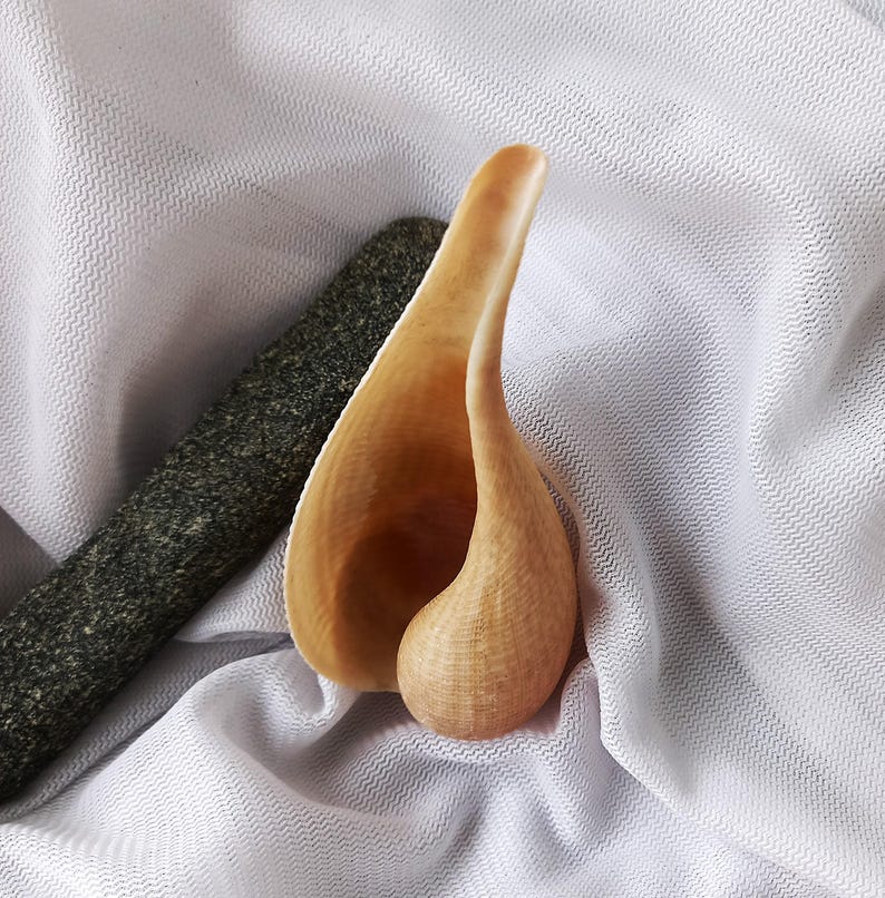 SEA FIG SHELLS: "ficus Gracilis" Snail. Authentic Natural Seashells for ...