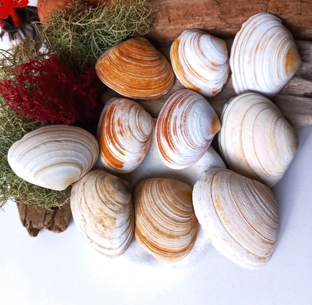 Clams From the Galician Estuaries: Naturally Beautiful Clams Brought to ...