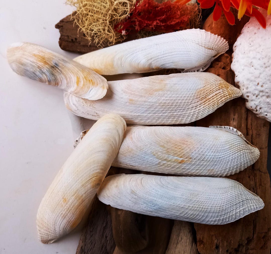 Angel Wings SHELLS. Beautiful Natural Shells Hand-collected on the ...