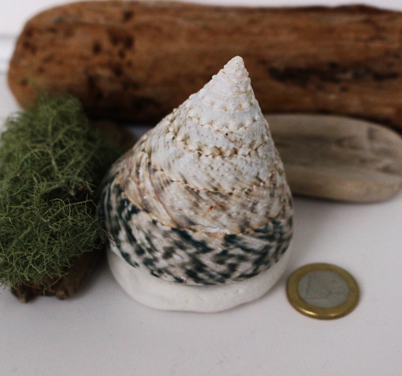 Tectus Pyramid Shell. Seashell. Green Shell. Treasures of the Sea. Home ...