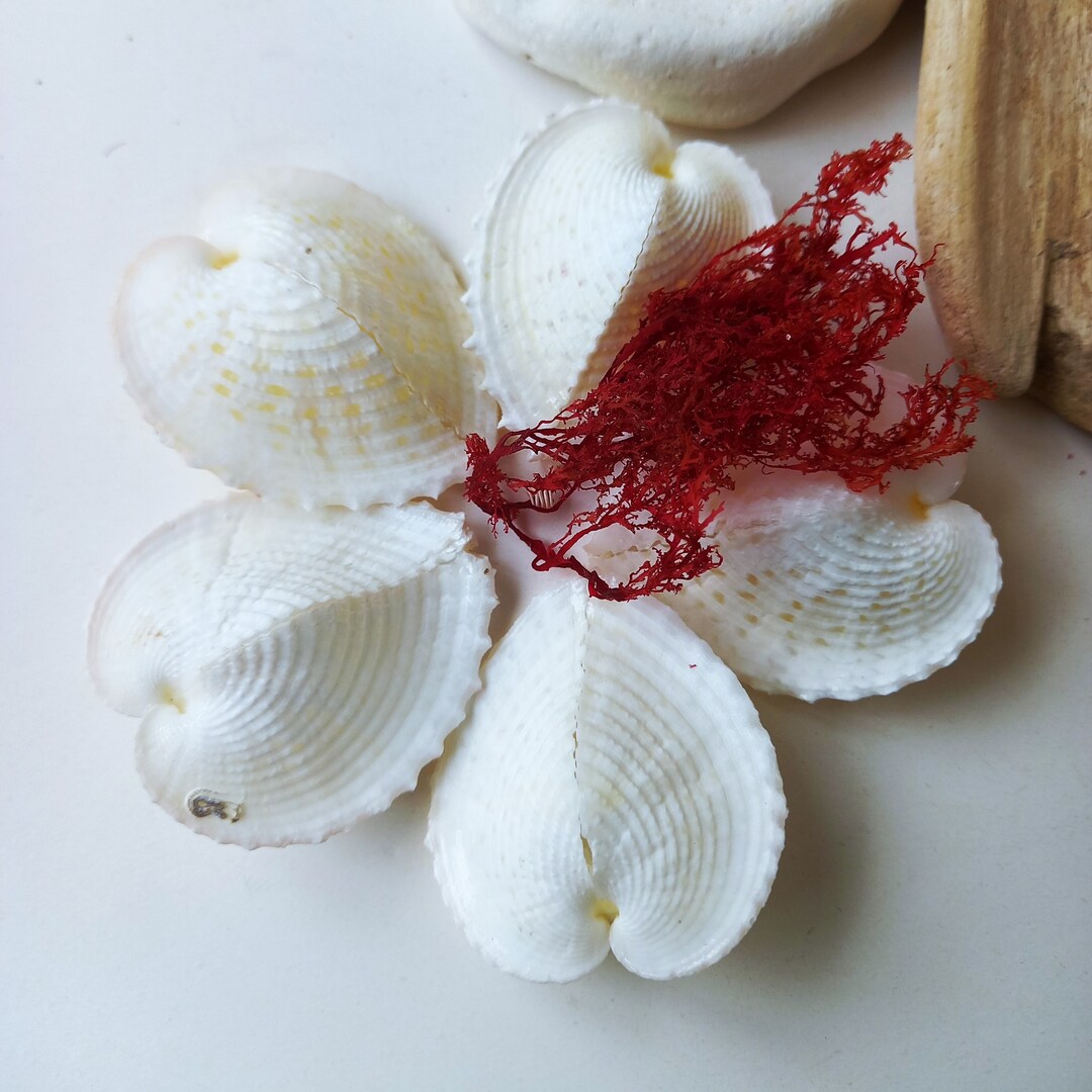 WHITE HEARTS of the SEA: Heart Cockles That Fill With Luminosity Due to ...