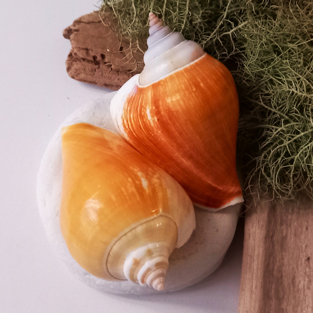 JEWEL OF THE OCEAN: "dog's Shell" (strombus Canarium), Its Colors Range ...