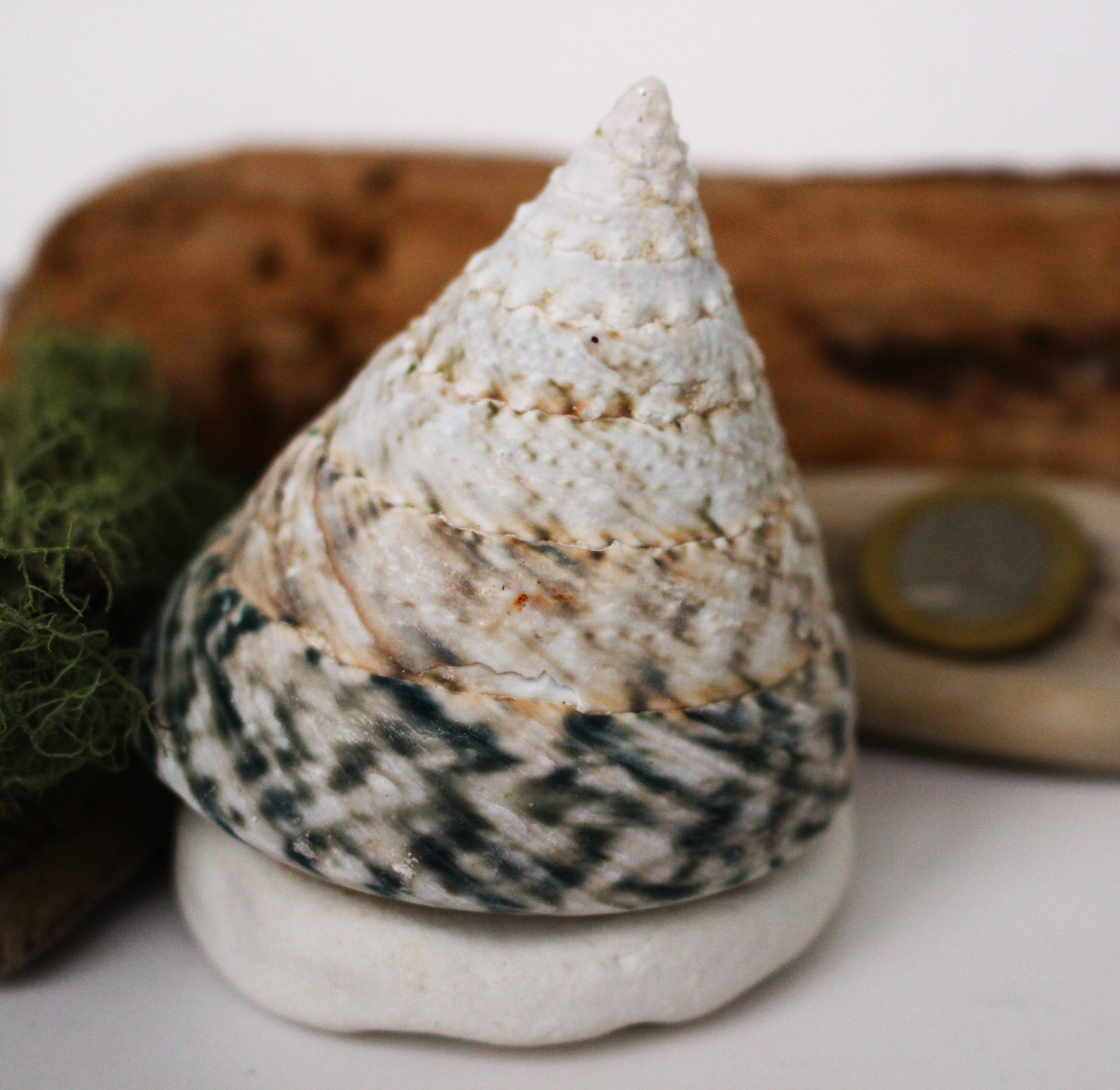 TECTUS PYRAMID SHELL. Seashell. Green Shell. Treasures of the - Etsy
