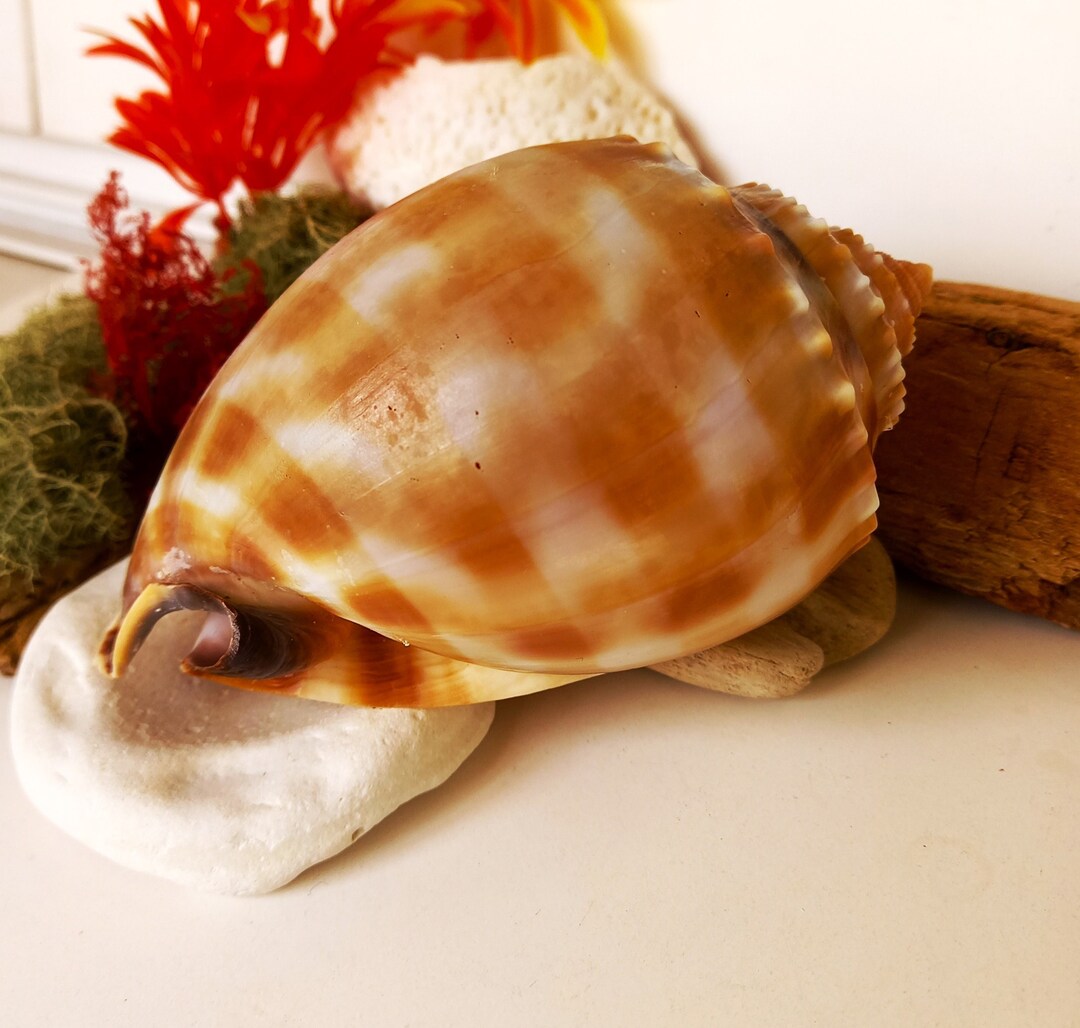 NATURAL SEA CONCH: Phalium Bandatum or Banded Cap, Beautiful Mollusk ...