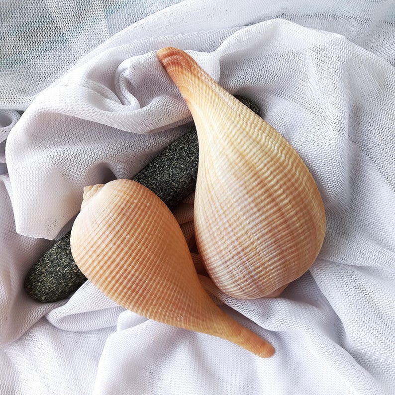 SEA FIG SHELLS: "ficus Gracilis" Snail. Authentic Natural Seashells for ...