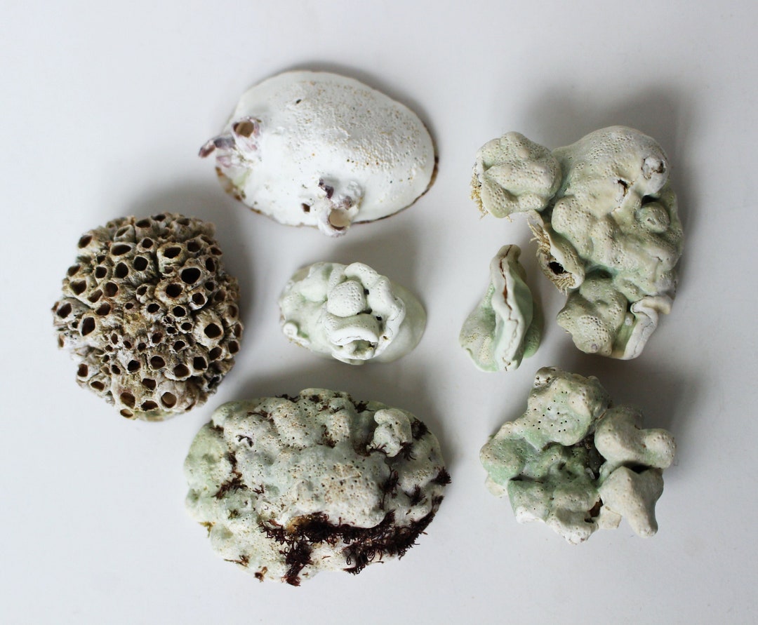 4 LAPA Shells With Sea ACORN barnacles and CORAL. Seashells. - Etsy