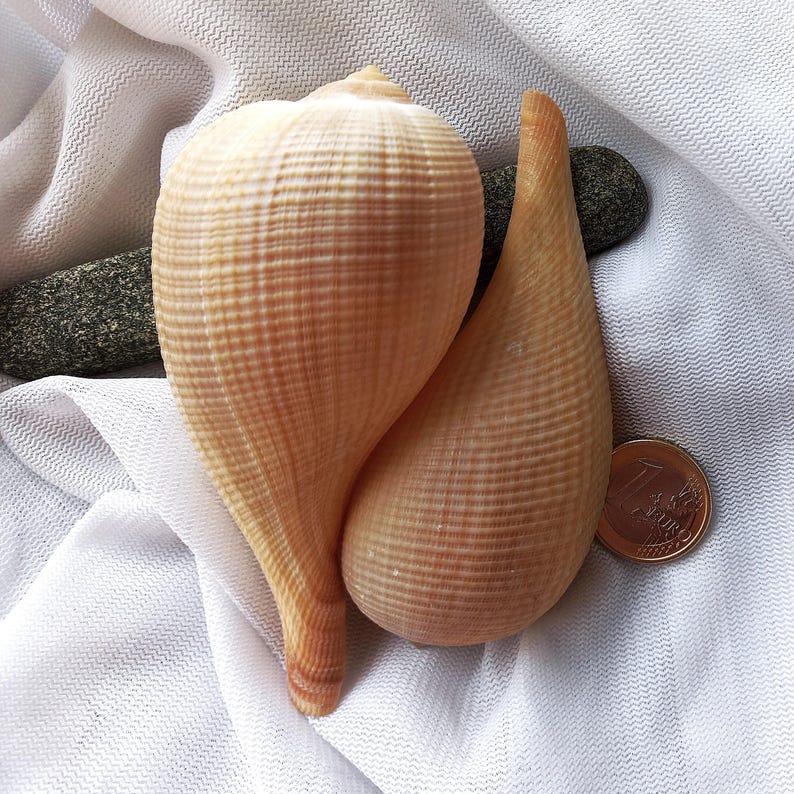 SEA FIG SHELLS: "ficus Gracilis" Snail. Authentic Natural Seashells for ...