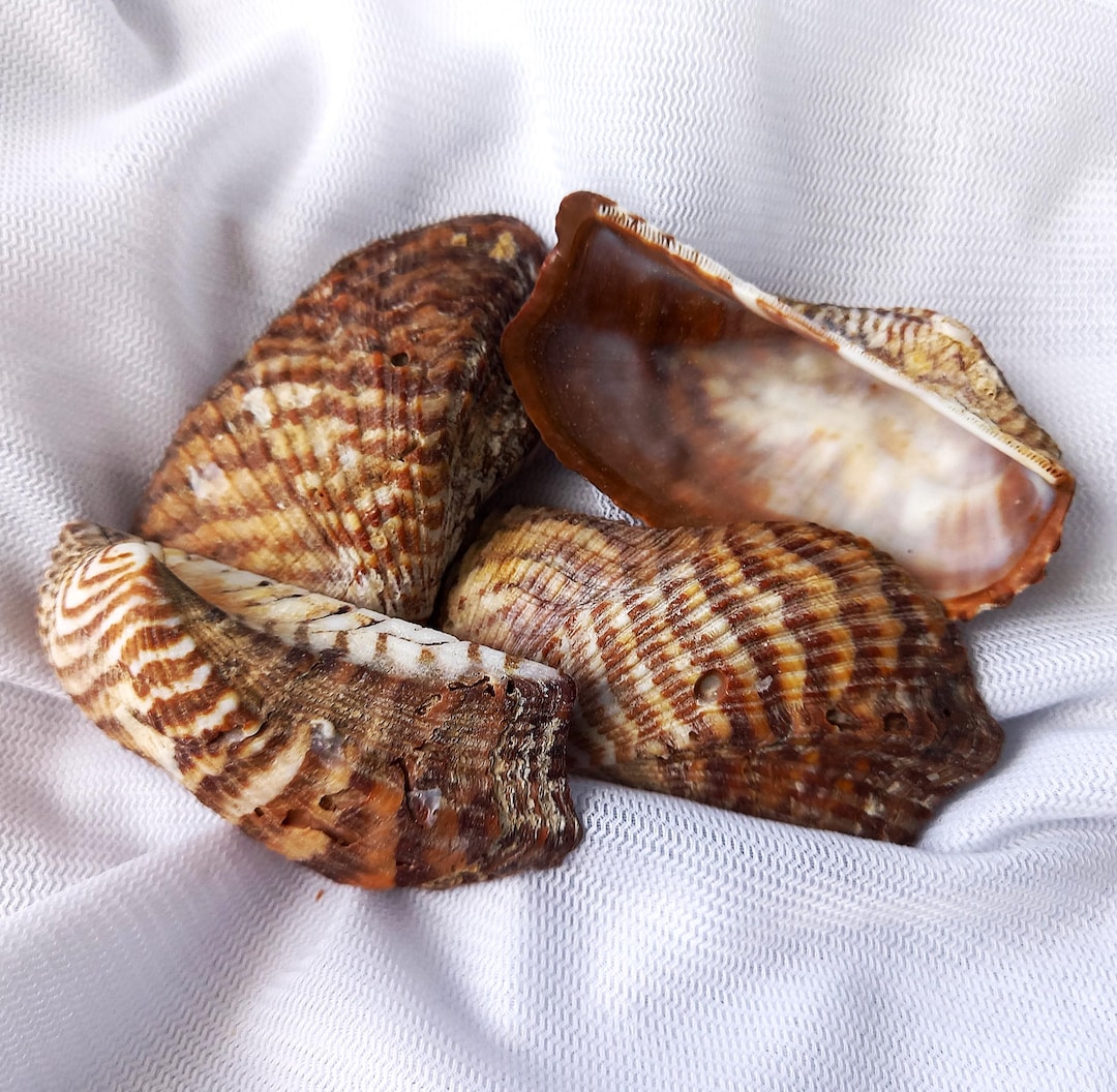 TURKEY WINGS: 4 Beautiful, High-quality Noah's Ark Shells. Decorate ...