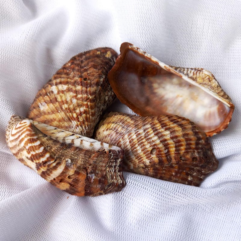 Turkey Wing Shells - Etsy