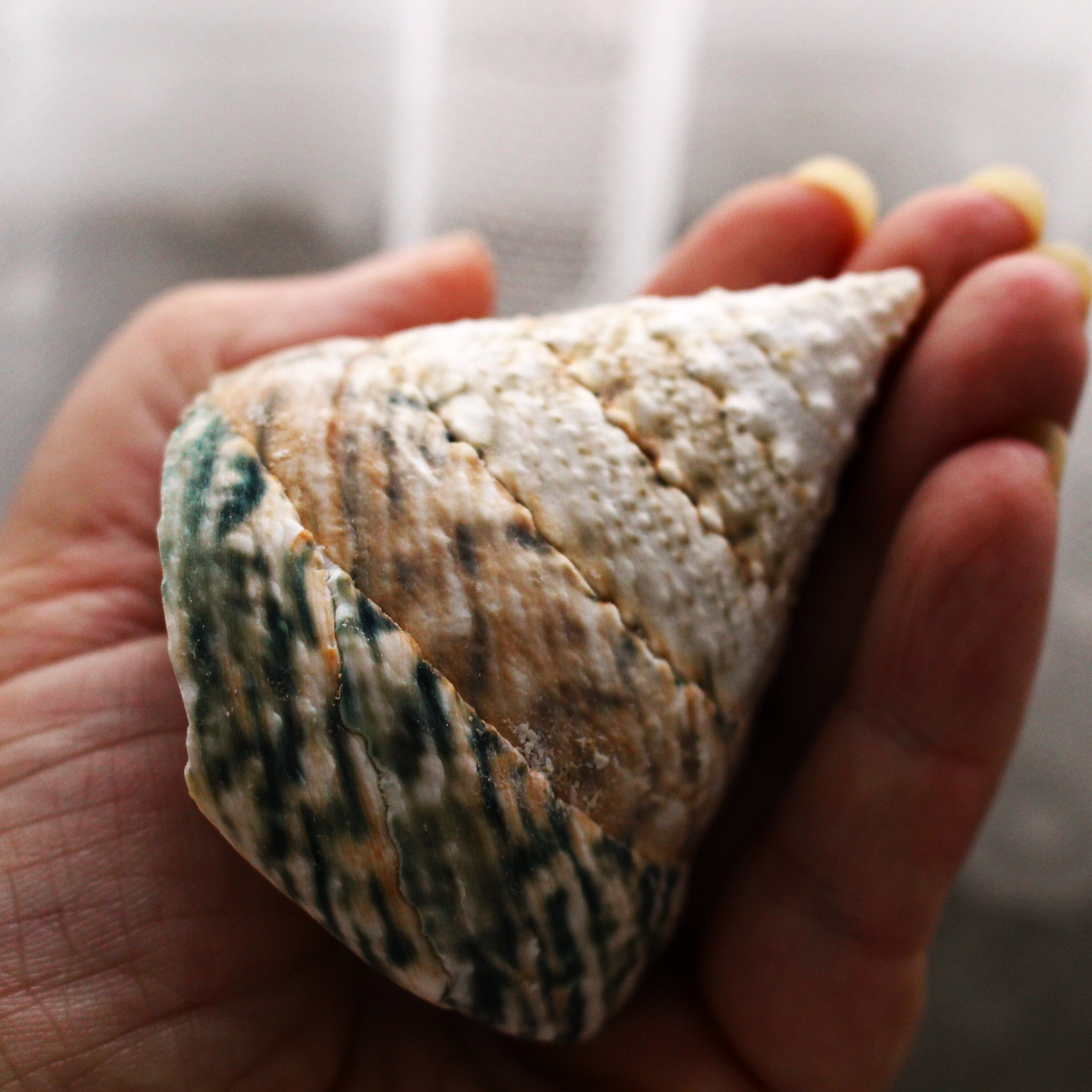 TECTUS PYRAMID SHELL. Seashell. Green Shell. Treasures of the - Etsy