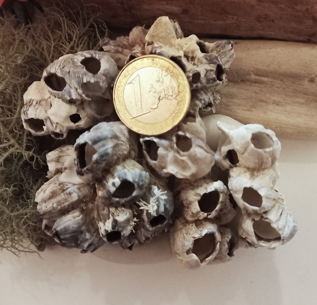 SEA ACORN or BARNANCLES: Seaside Treasures, Collectible Seashells ...