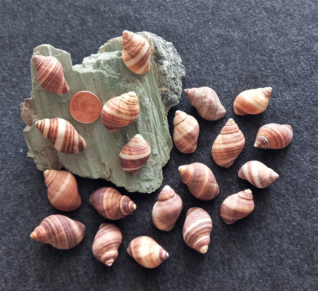 20 STRIPED SHELLS: Seashells That Are Authentic Treasures of the Sea ...