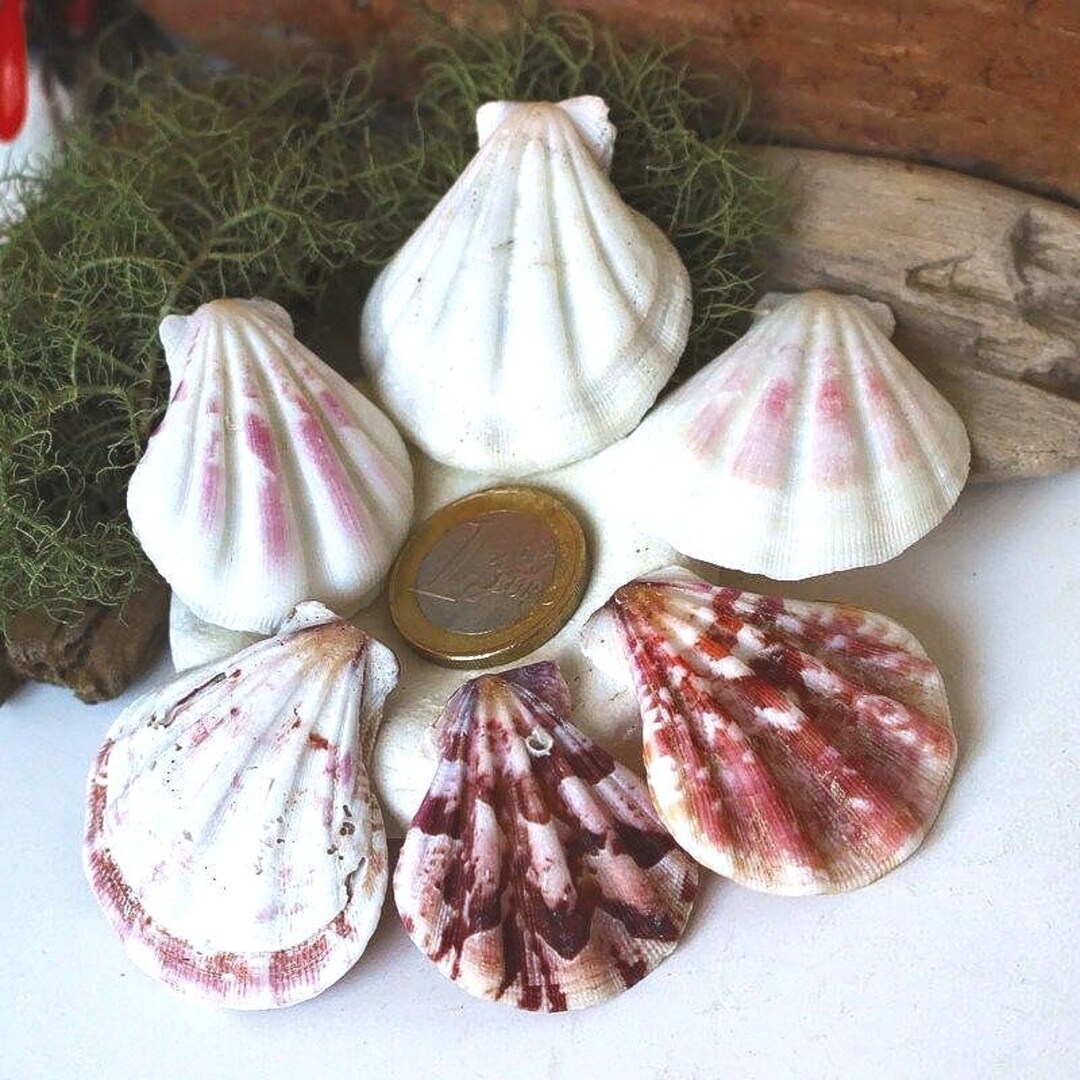 Plica Scallop Shells: Seashells of the "decatopecten Plica" Genus ...