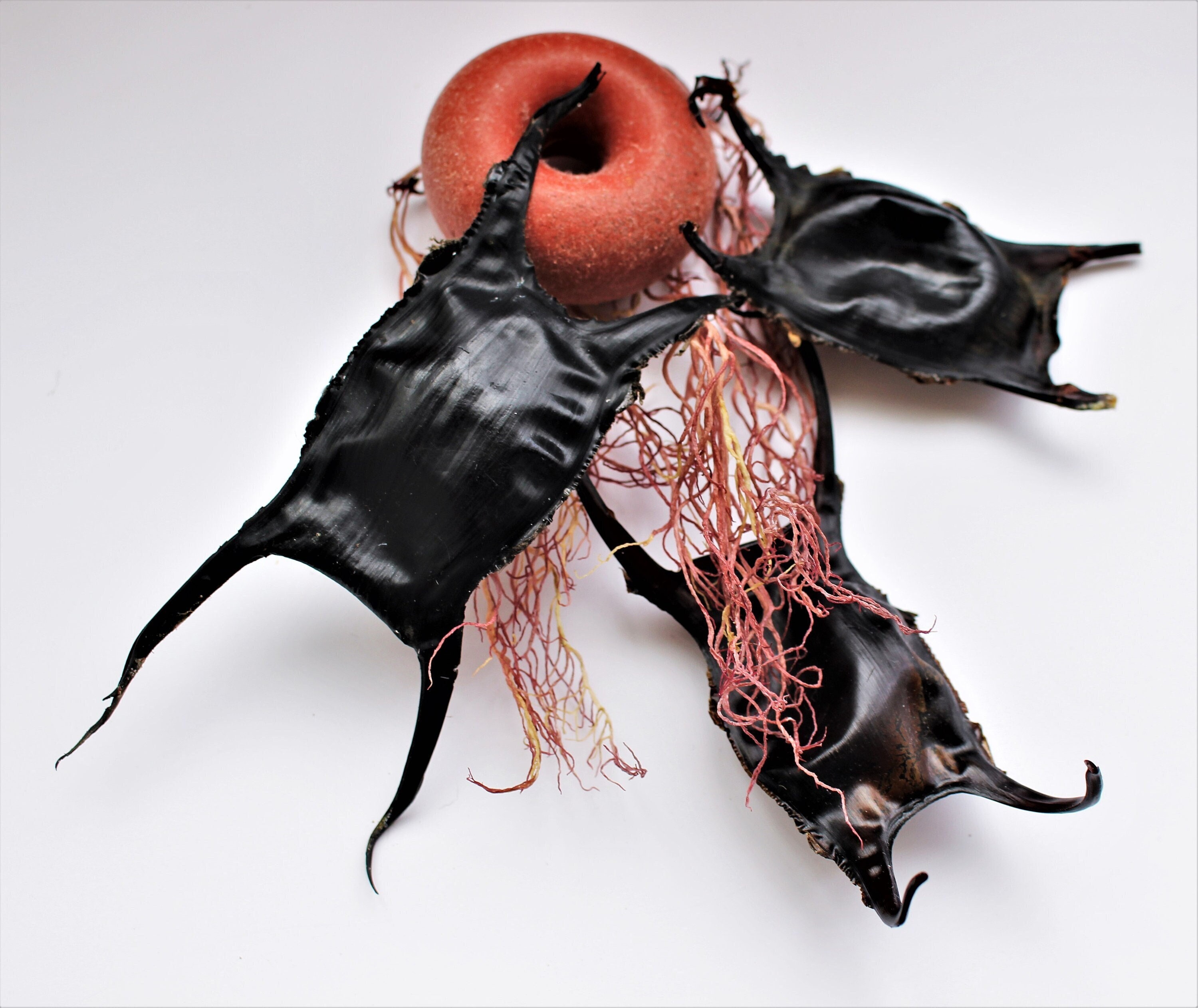 MERMAID PURSES: Embrace the Magic of Nature, the Beach, and Marine Life ...