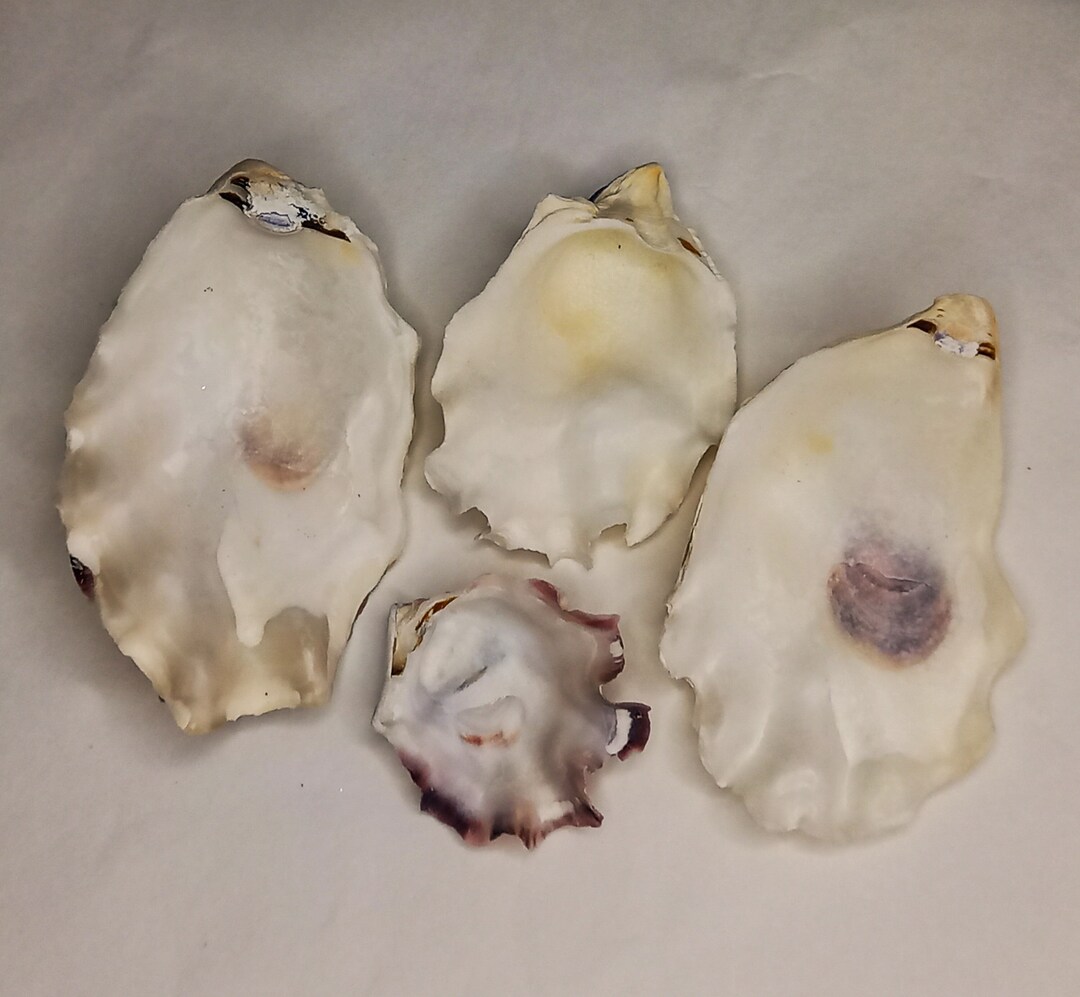 Marine Delicacies: Small Bright White OYSTER SHELLS. Natural Wavy ...