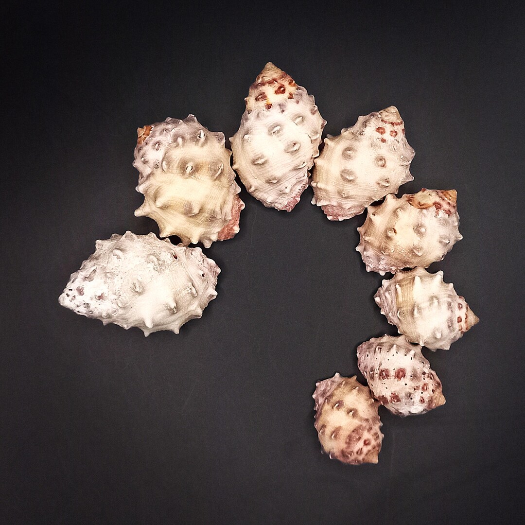 8 LYCHEE SHELLS: 8 Cute Shells Ideal for Aquariums. Seashells for ...