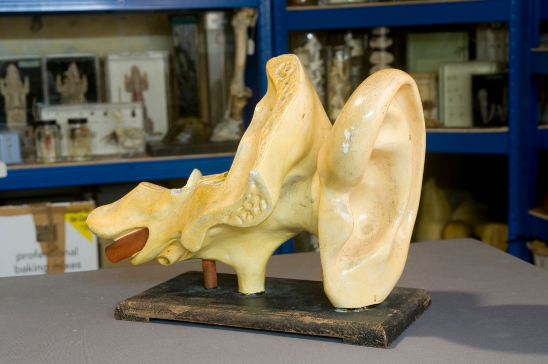 Antique Medical Model of the Ear With Removable Ear Drum and Cochlear ...
