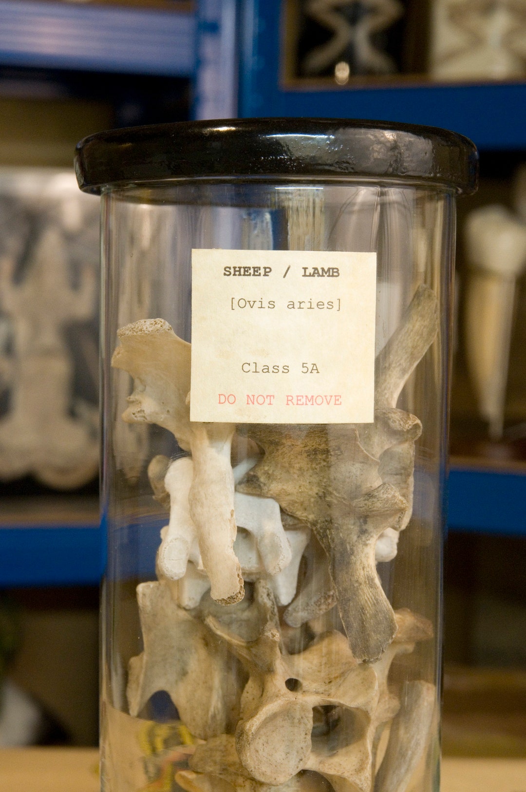 Vintage Glass Jar of Animal Bones Biology Class Sheep - Etsy
