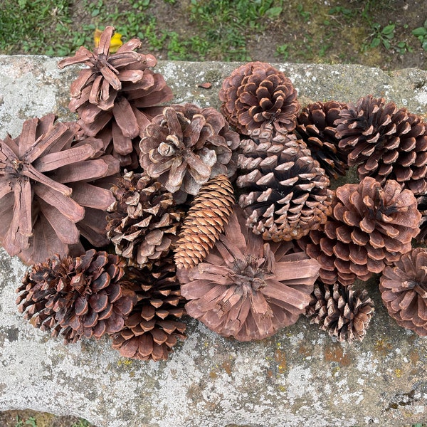 Pinecones - Etsy