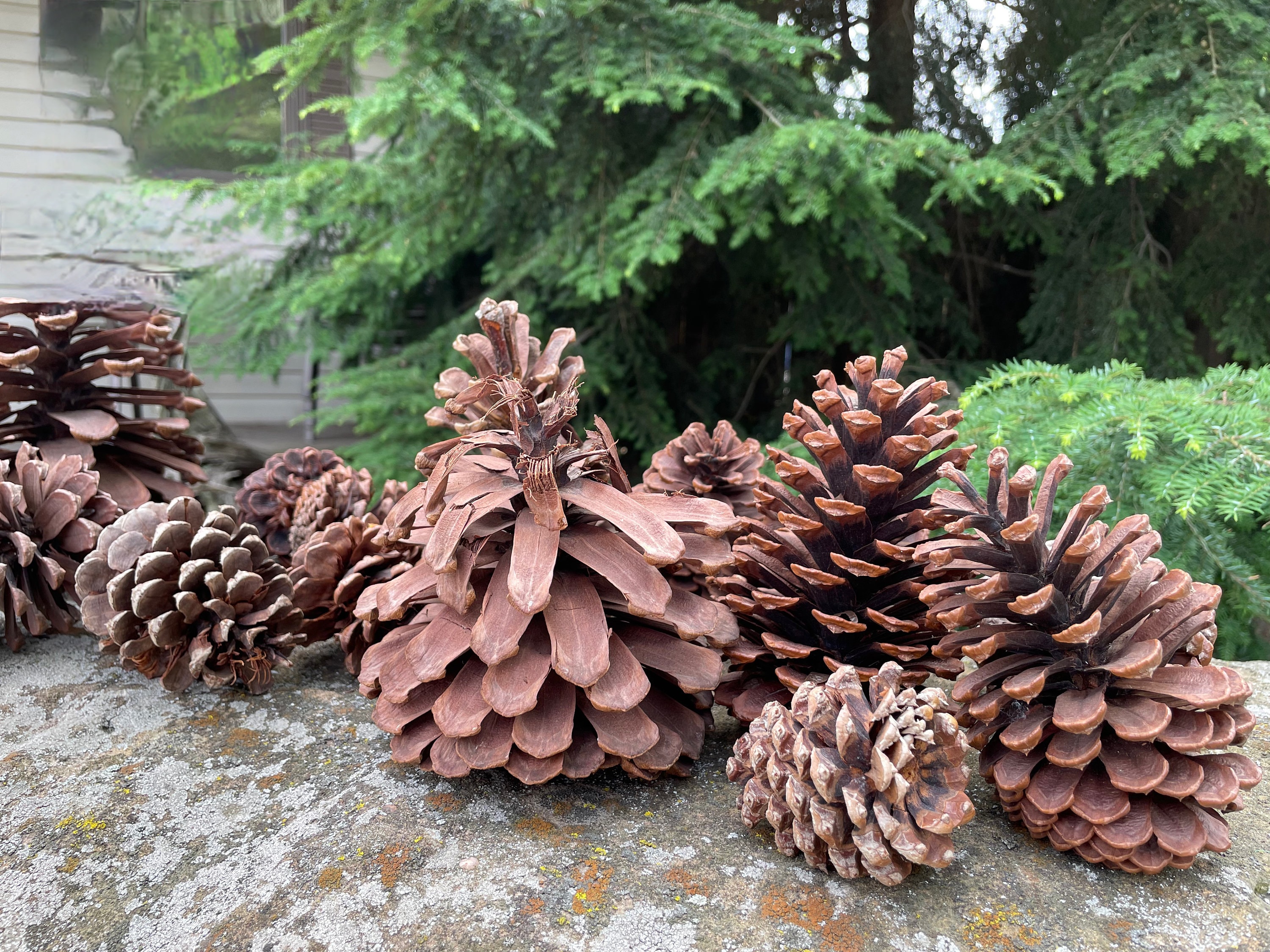 Natural Pinecones, Large Pinecones Assorted Pinecones - Etsy