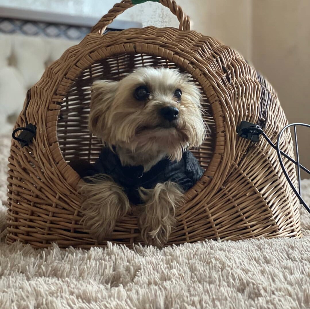 Wicker Basket, Pet Carrier, Dog Basket, Cat House Indoor, Outdoor Cat ...