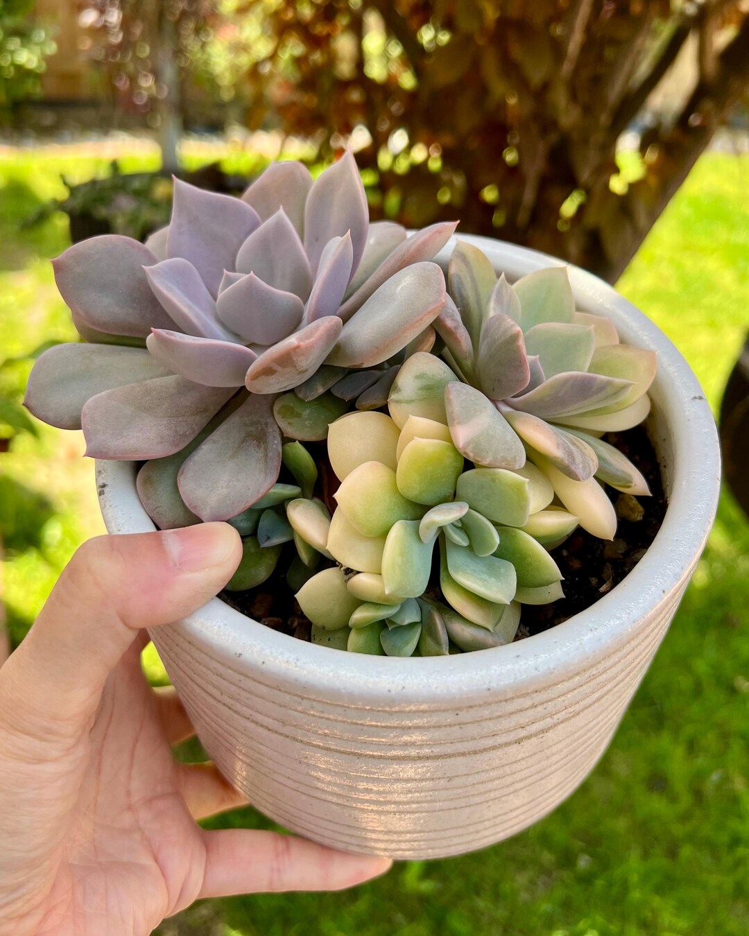 Graptoveria Debbie Variegated Cluster - Etsy