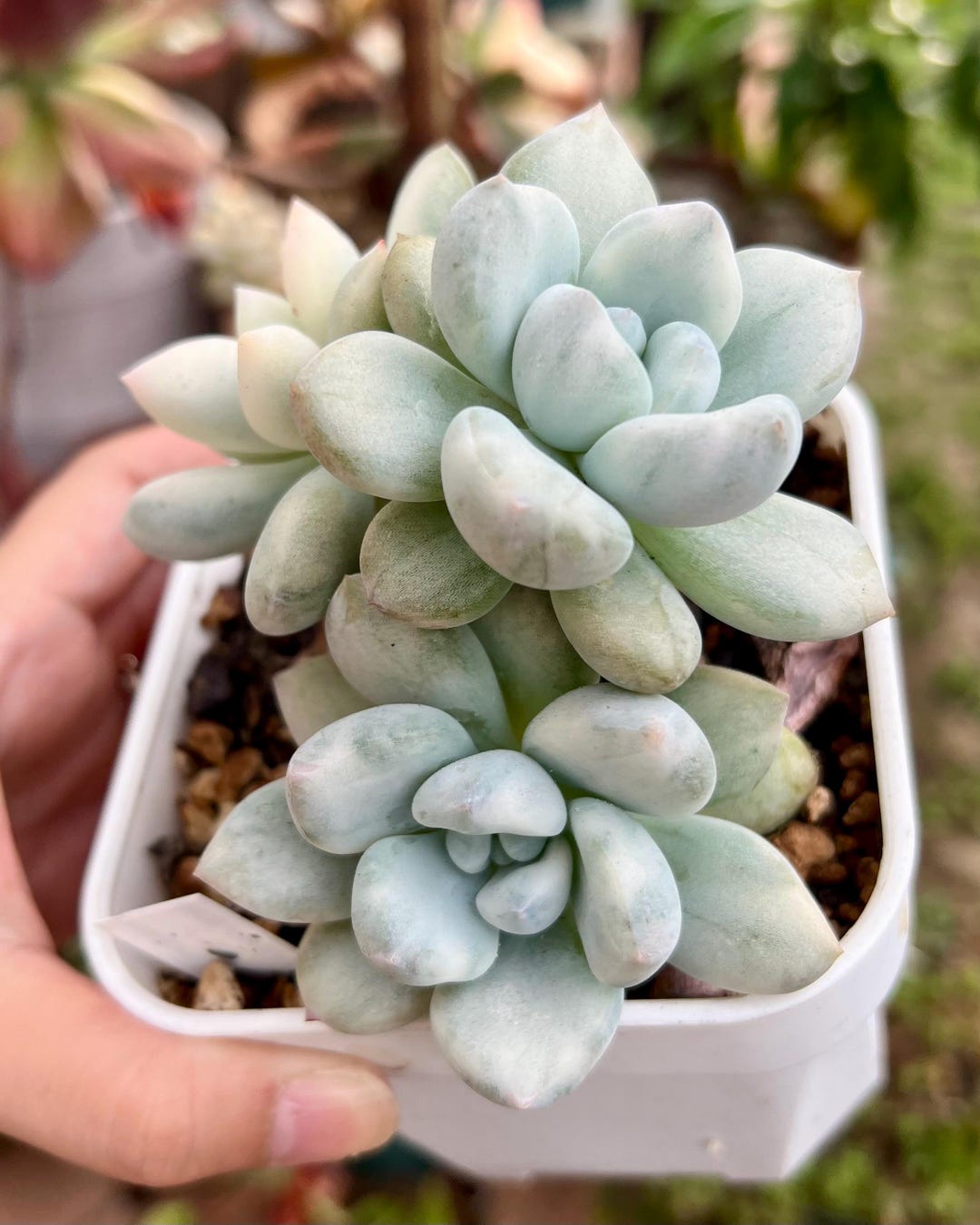 Pachyphytum Frevel Variegated Cluster - Etsy