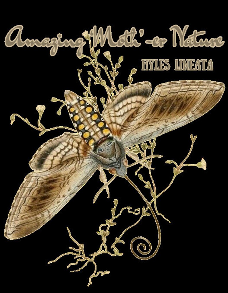 HUMMINGBIRD MOTH, Mother Nature, Nature Lover, Gift for Her, Gift for Him, Earth Tones, Birthday ...