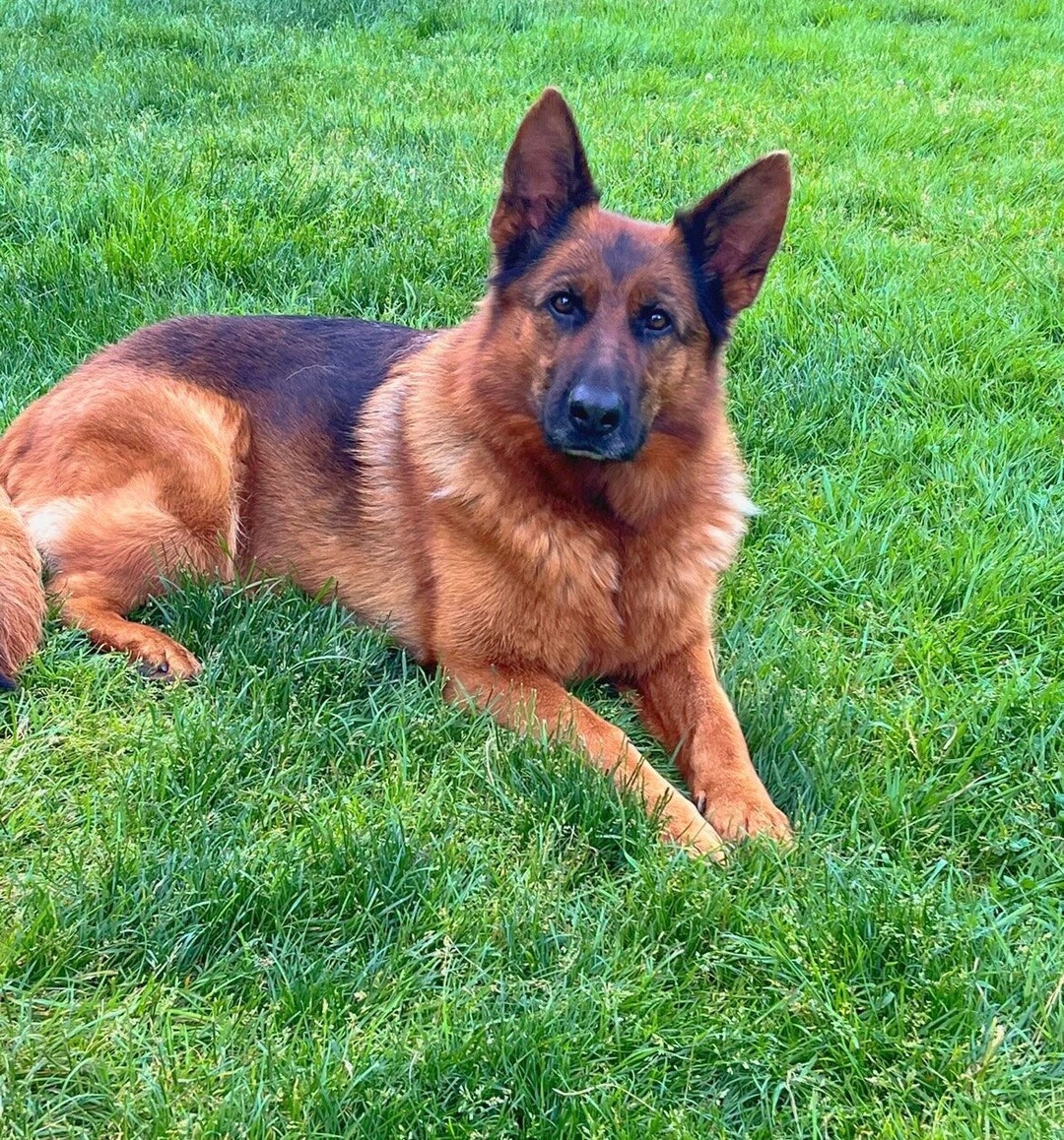 My Dog Picks Your Crystal | Crystals | Dog | Crystal | Surprise ...