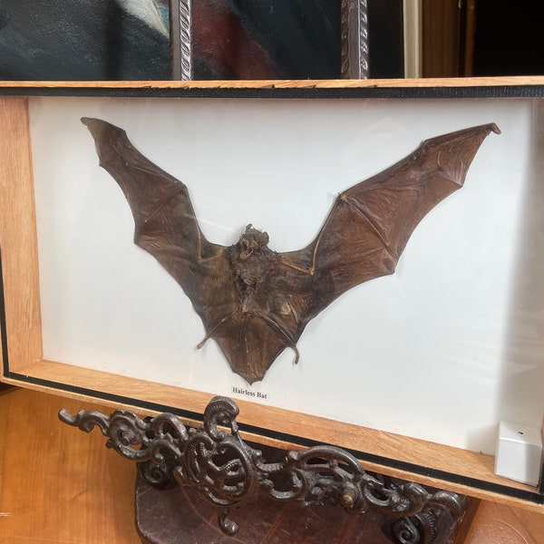 Bat Taxidermy - Etsy