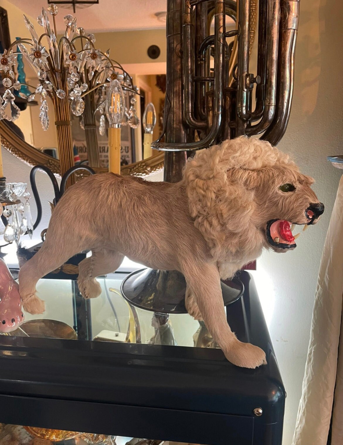 African Lion Taxidermy