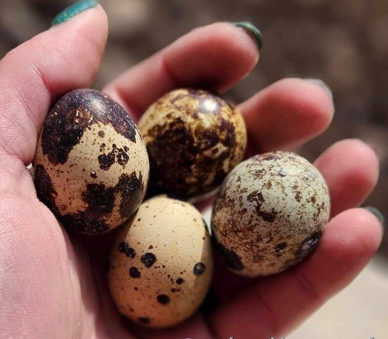 Large Jumbo Quail Egg Cartons 12 Egg Cell 17-28 Gram Eggs! Available in ...