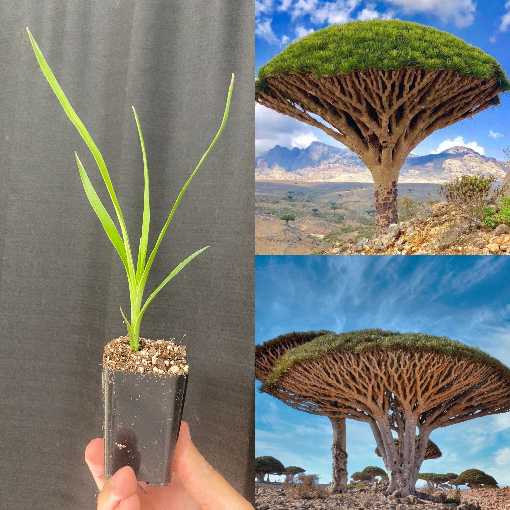 Dracaena Draco canary Island Dragon Blood Tree - Etsy