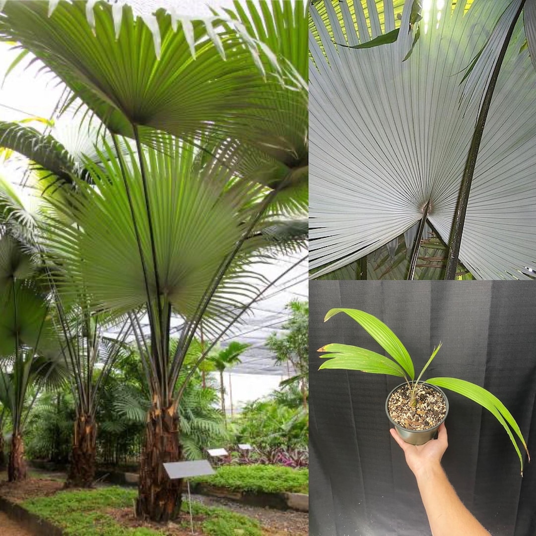 Kerriodoxa Elegans “white Elephant Palm” - Etsy
