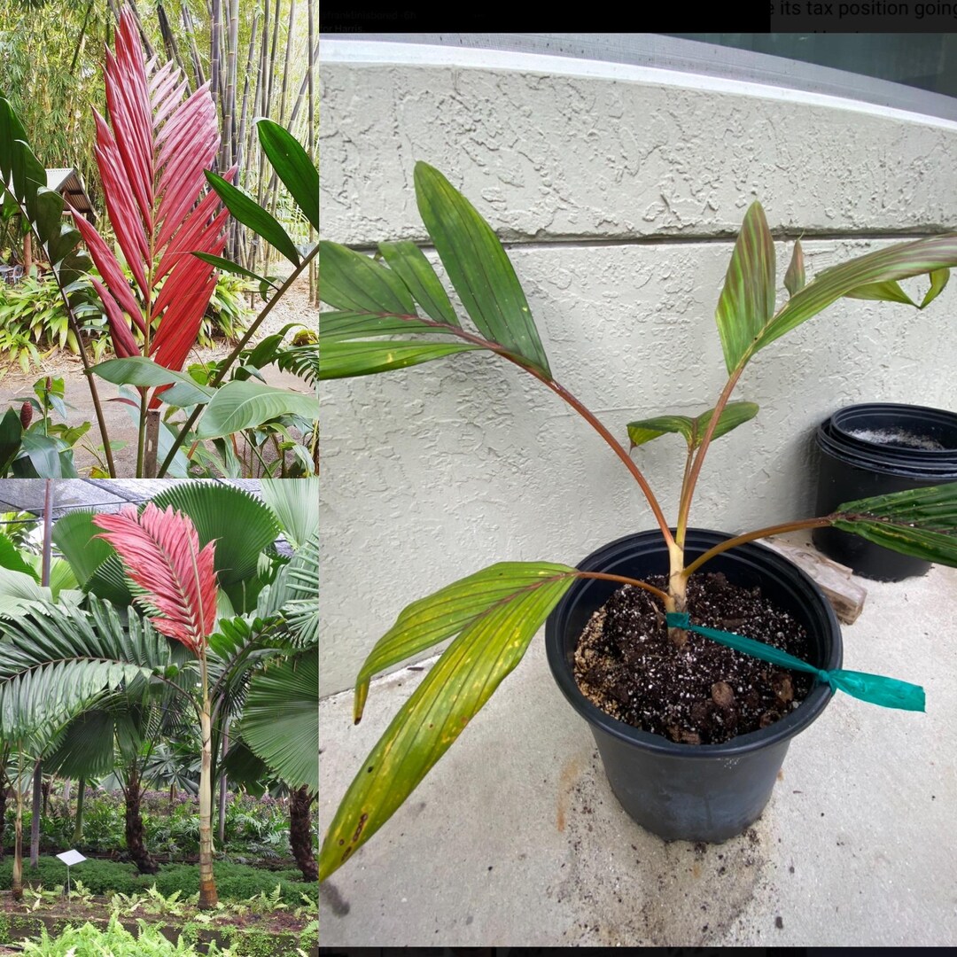 Chambeyronia Hookeri “blonde Flamethrower” Palm (20+inches) - Etsy