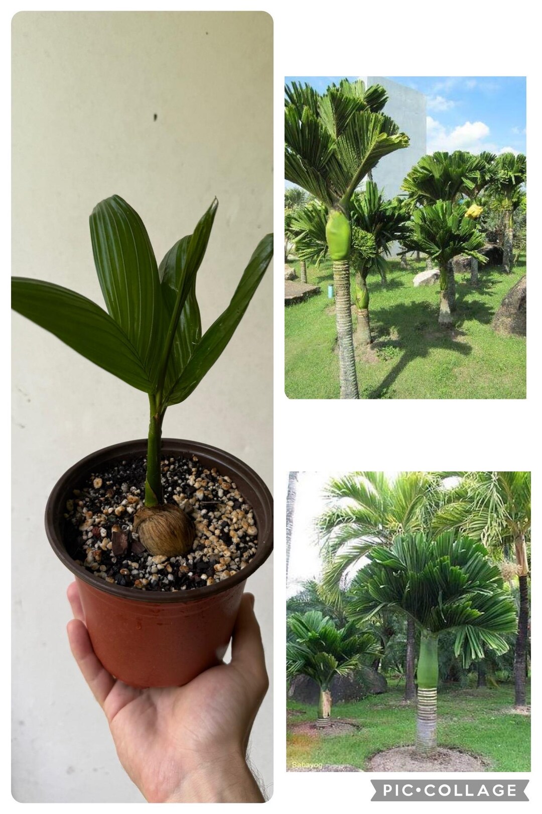 Areca Catechu Dwarf - Etsy