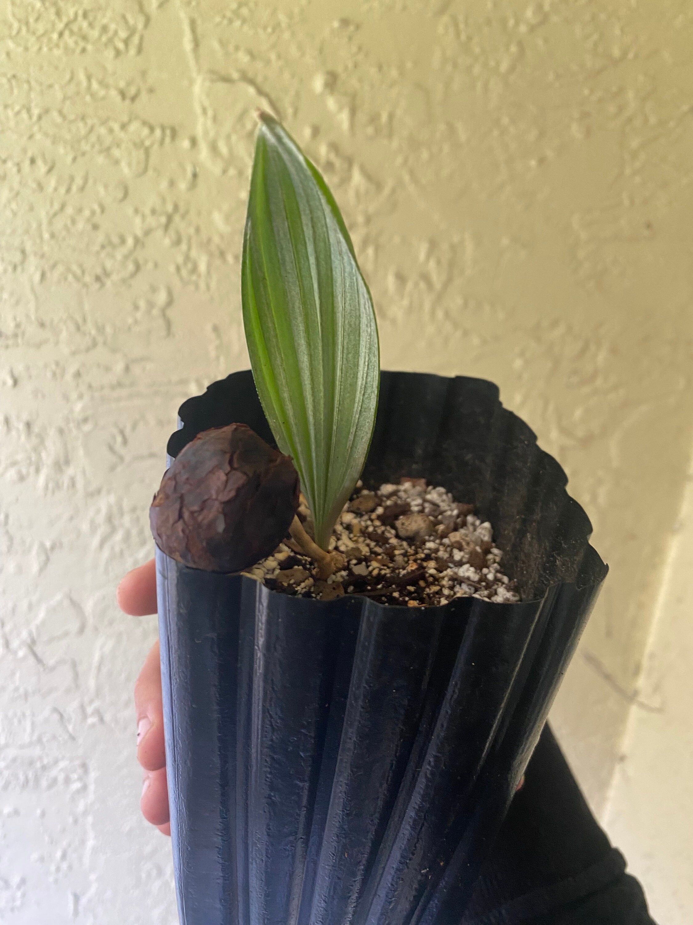 Sabinaria Magnifica butterfly Palm rare - Etsy