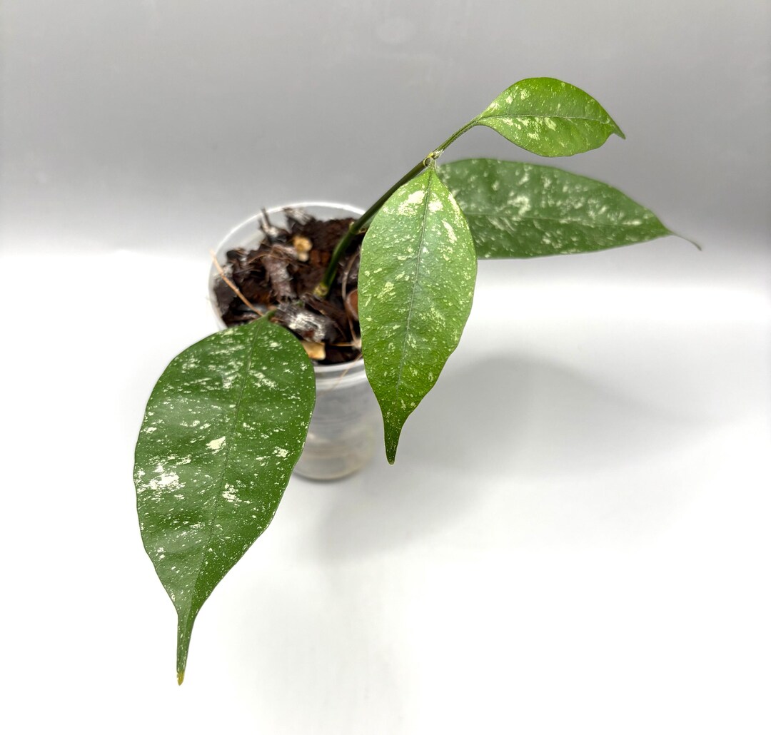 Hoya Multiflora Mini Splash - Etsy