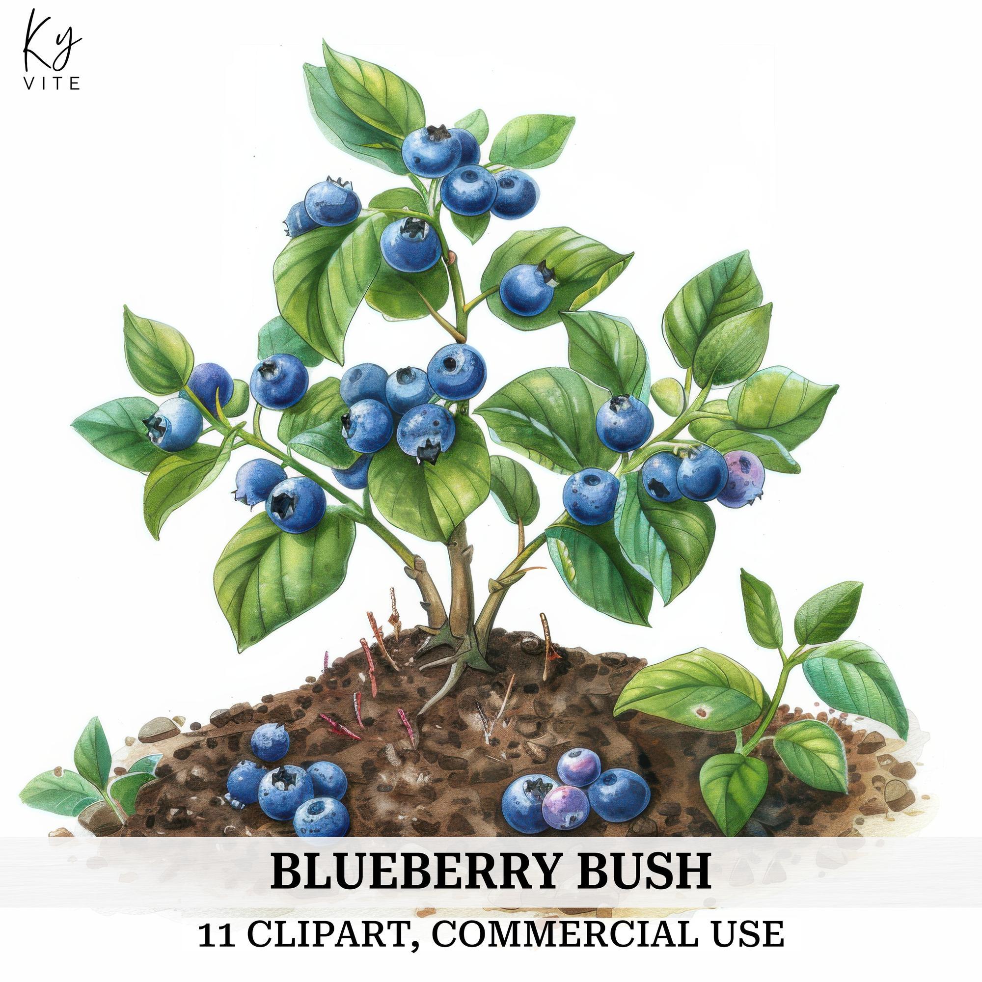 11 Blueberry Bush Watercolor Gardening Clipart, for Paper Crafting ...