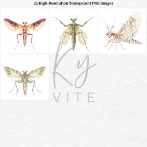 22 Mantis Clipart, Vintage Insect Fussy Cut, Transparent PNG Bundle ...