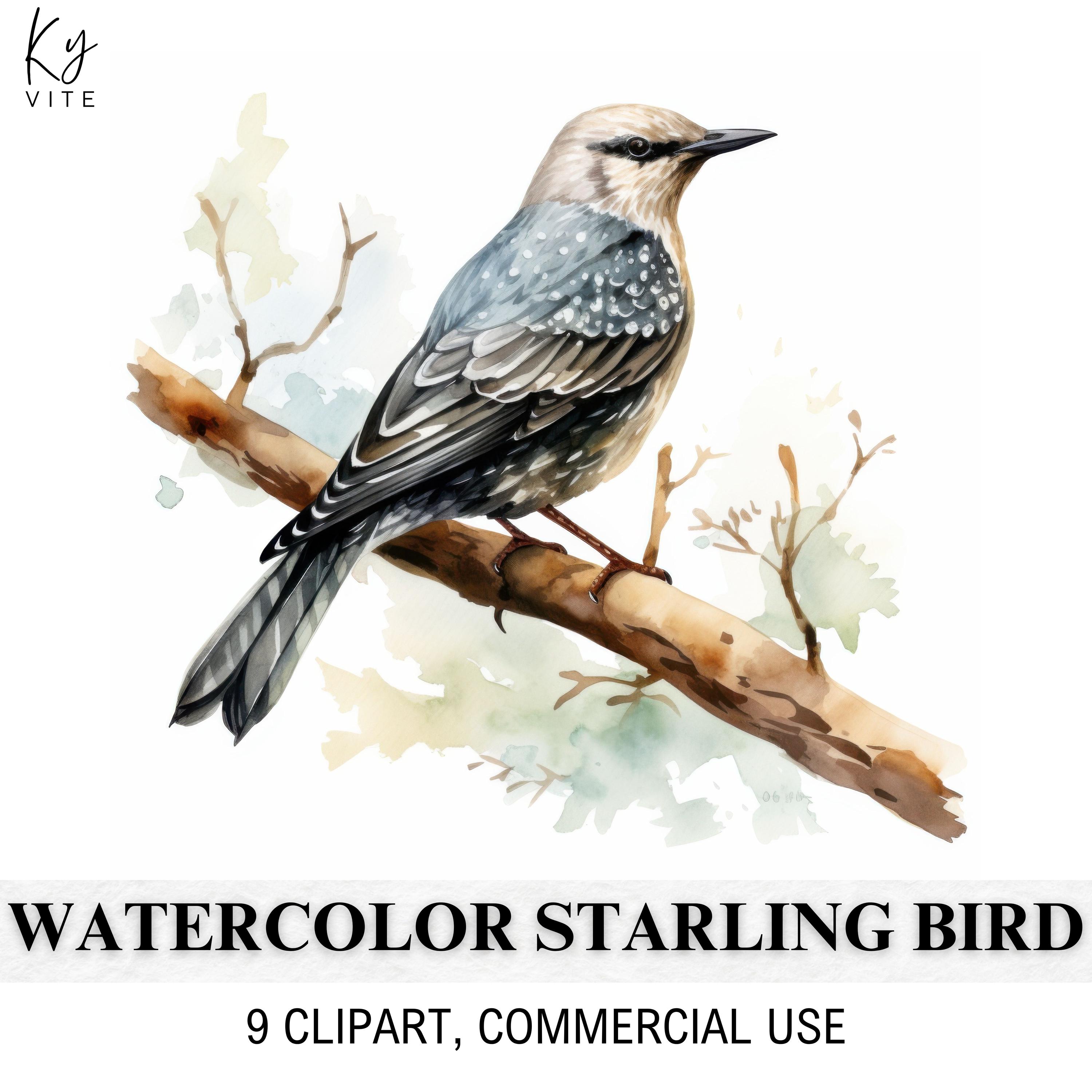 9 Watercolor Starling Bird Clipart for POD, Paper Craft, Nursery Decor ...