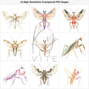 22 Mantis Clipart, Vintage Insect Fussy Cut, Transparent PNG Bundle ...