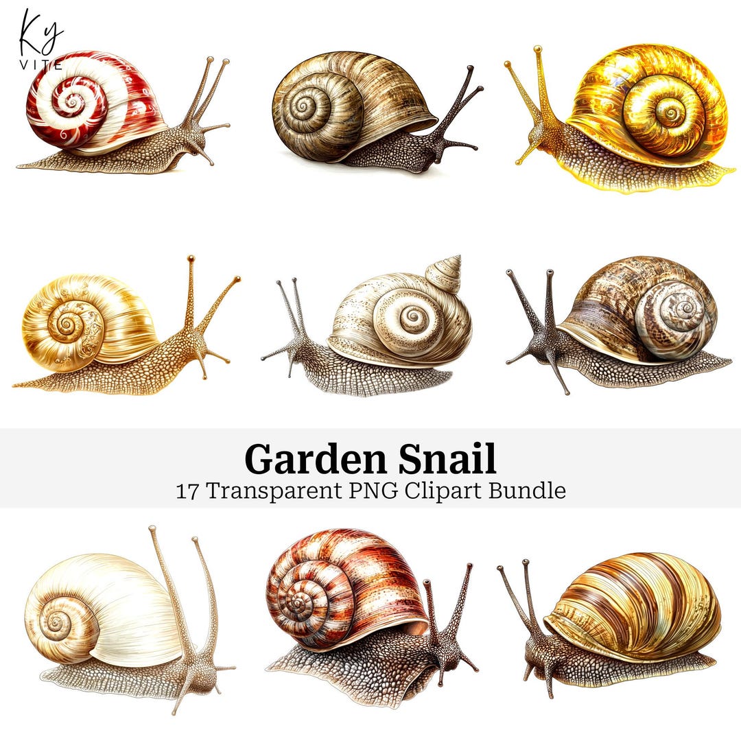 17 Snail Clipart, Garden Snail, Transparent PNG Bundle, Fussy Cut PNG ...