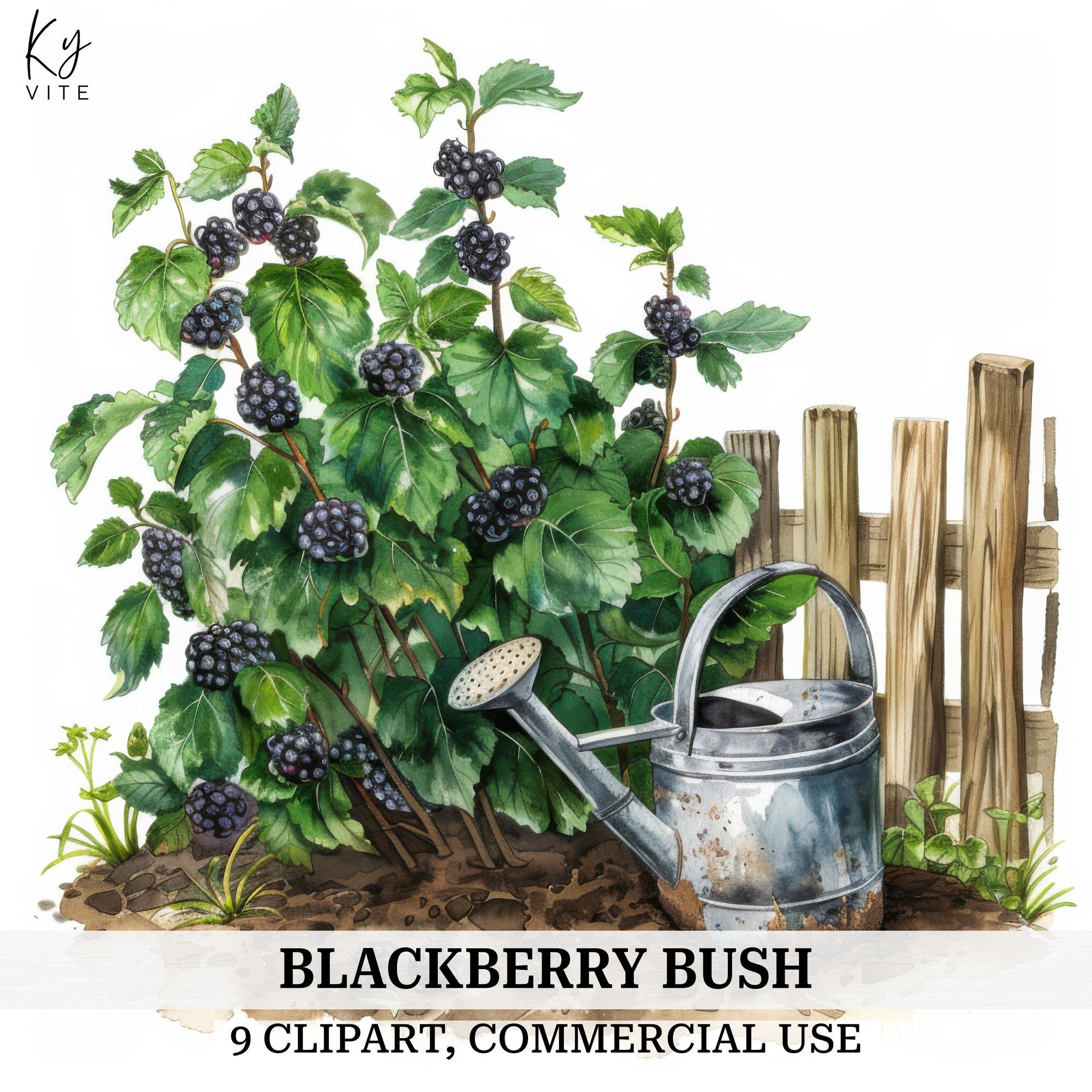 9 Blackberry Bushes Clipart, Watercolor Blackberry, Printable ...