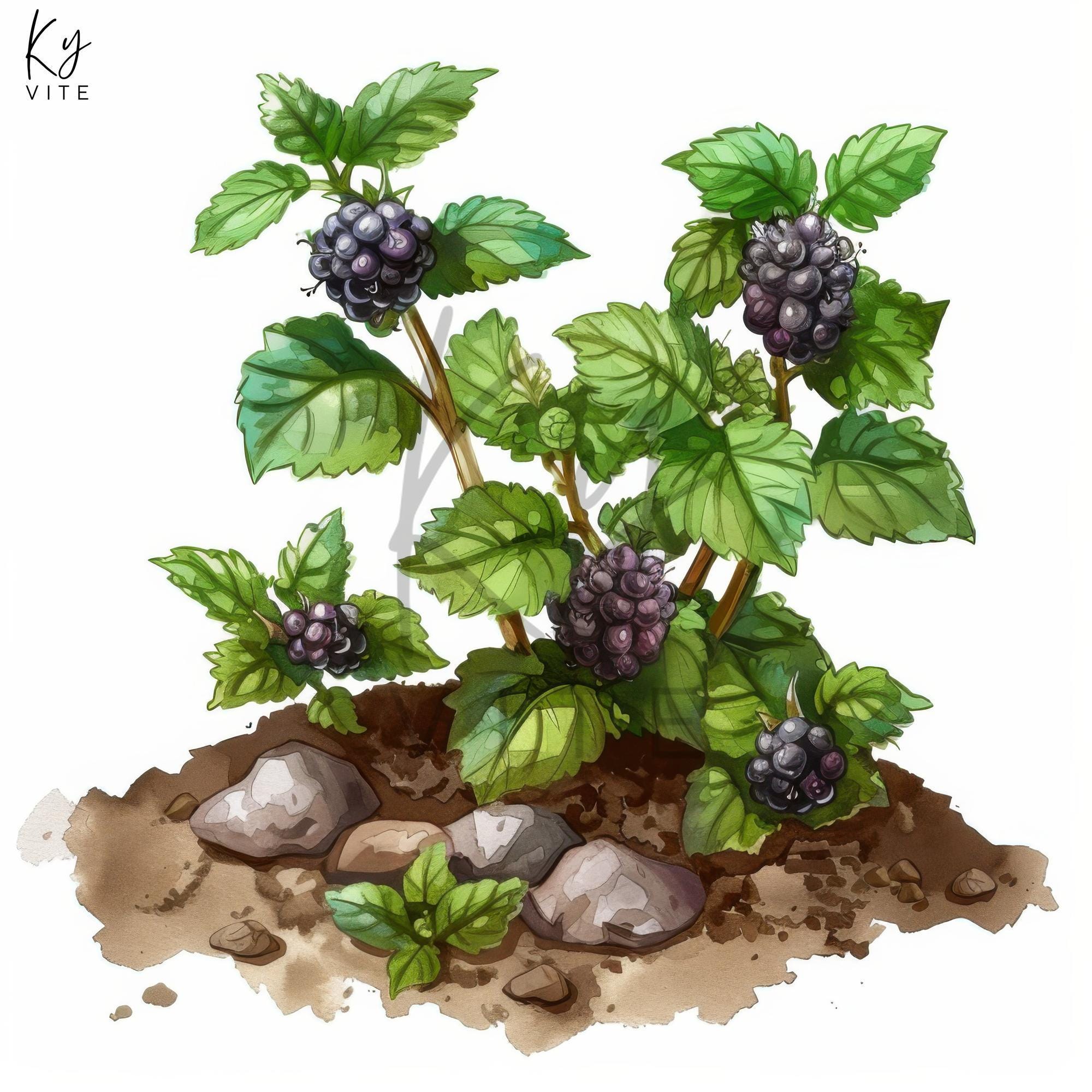 9 Blackberry Bushes Clipart, Watercolor Blackberry, Printable ...