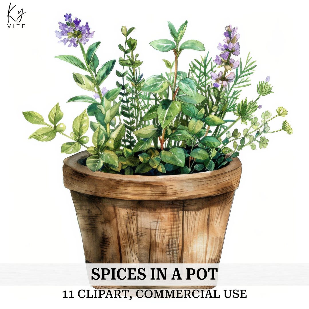 11 Spices & Herbs in a Pot Clipart, Botanical Art, Plants Clipart ...