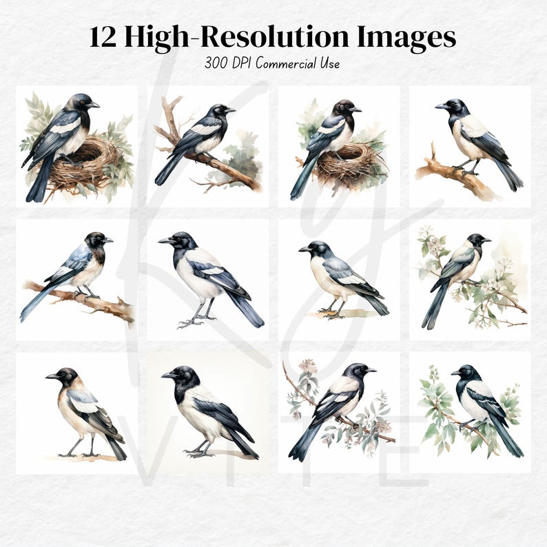 12 Australian Magpie Clipart, Floral Magpie, Printable Watercolor ...