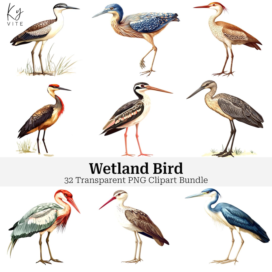 32 Wetland Bird Clipart, Transparent Bird PNG Bundle, Fussy Cut PNG ...