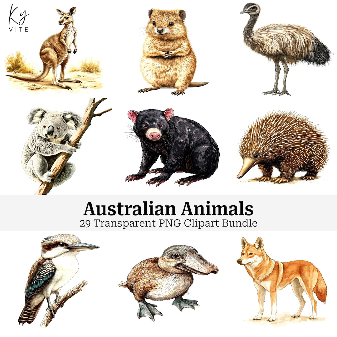 29 Australian Animal Clipart, Aussie Animal, Transparent PNG Bundle ...