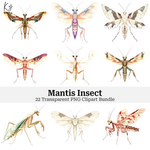 22 Mantis Clipart, Vintage Insect Fussy Cut, Transparent PNG Bundle ...